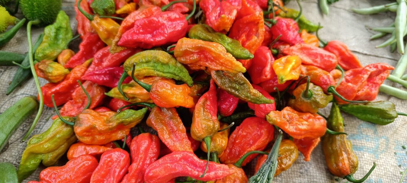 Assam Bhut Jolokia (Ghost Pepper)